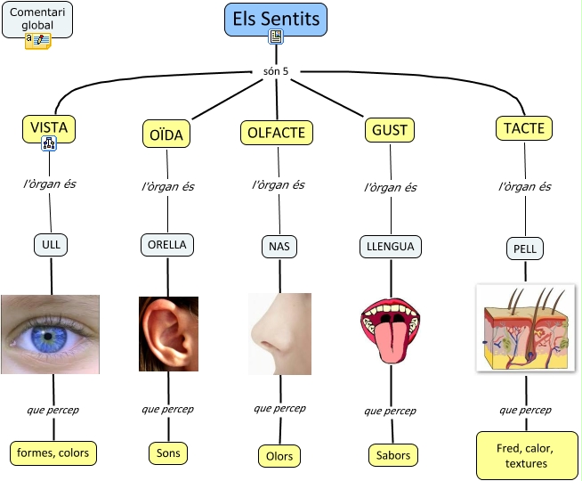 Els sentits | XAROP DE CIRERA